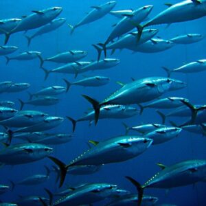The 15 Types of Tuna: Which is the Best to Eat? - Oak Rowan Foodie