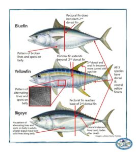 The 15 Types of Tuna: Which is the Best to Eat? - Oak Rowan Foodie