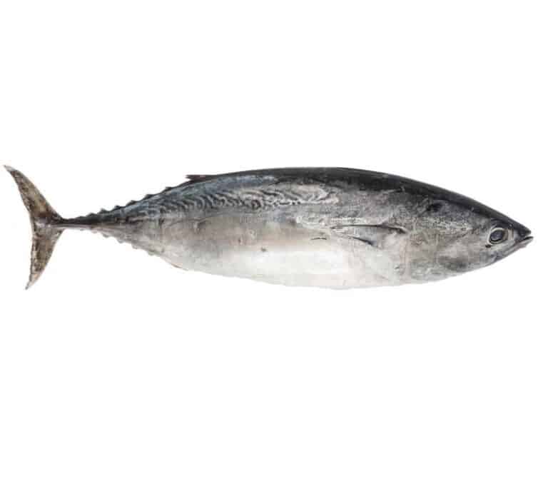 The 15 Types of Tuna: Which is the Best to Eat? - Oak Rowan Foodie