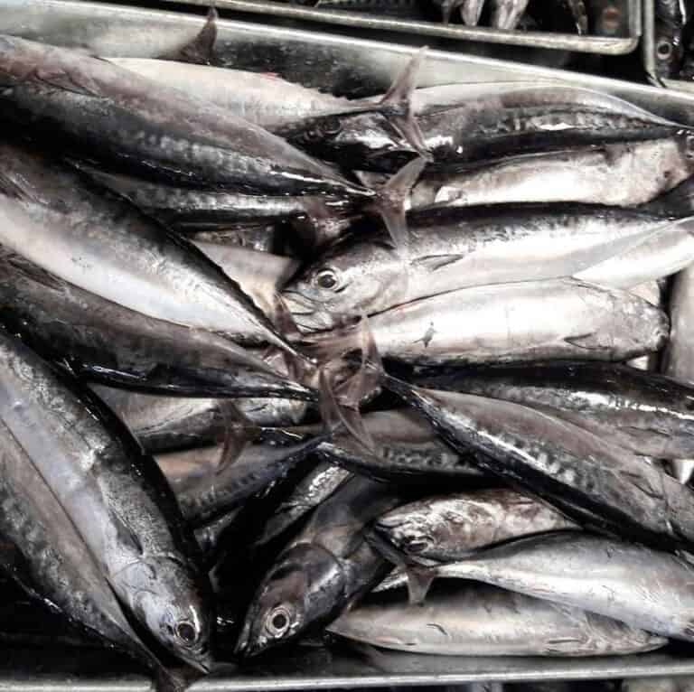 The 15 Types of Tuna: Which is the Best to Eat? - Oak Rowan Foodie