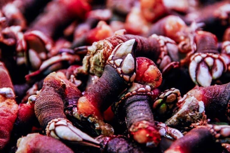 The 15 Popular Types of Shellfish to Eat - Oak Rowan Foodie