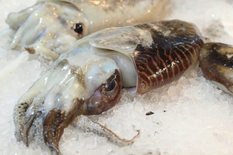 The 15 Popular Types of Shellfish to Eat - Oak Rowan Foodie